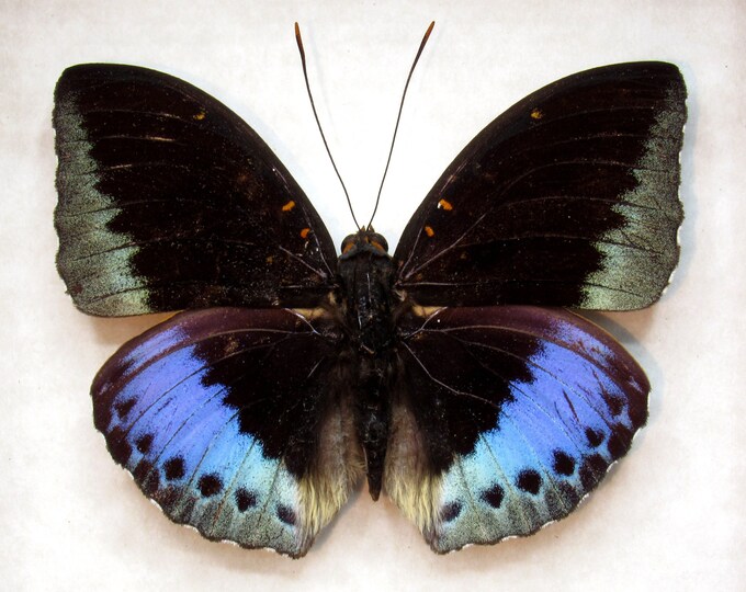 Real Purple Metallic Butterfly Framed Taxidermy Lexias Pardalis - Etsy