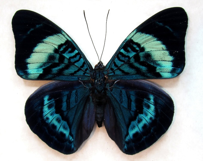 Large Blue Queen Flasher Butterfly Framed Taxidermy Panacea - Etsy