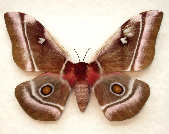 Real Giant Pink Madagascar Emperor Moth Framed Taxidermy Bunaea Aslauga ...