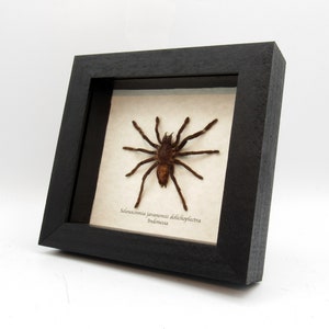 Real Java Yellow Kneed Tarantula Spider Framed Taxidermy Selenocosmia ...