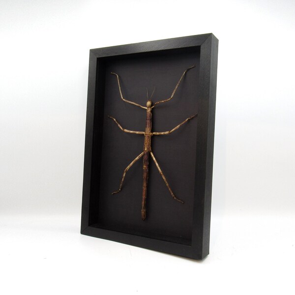 Stick Insect - Etsy