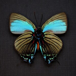 Real Rare Blue Hairstreak Butterfly Framed Taxidermy Atlides Polybe - Etsy