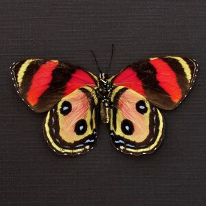 Very Rare Pink Two Eyed Eighty-eight Butterfly Framed Taxidermy ...