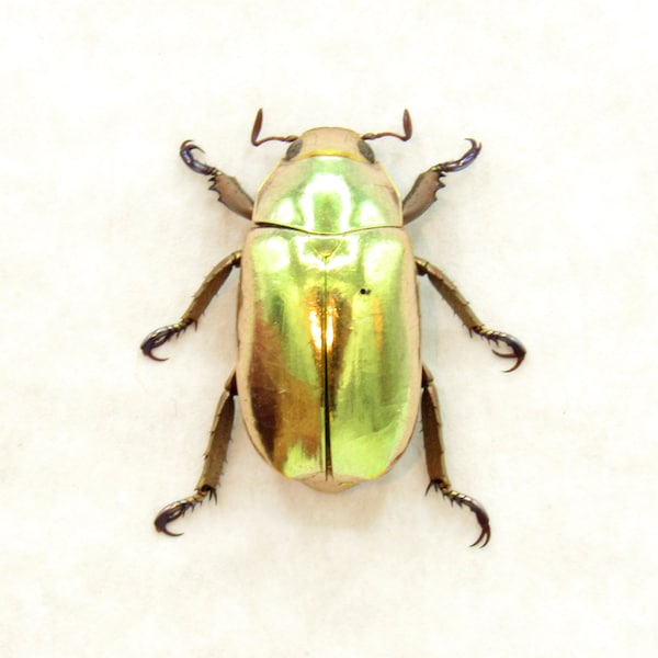 Chrysina Resplendens - Etsy