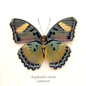 Real Ravola Ceres Forester Butterfly Framed Taxidermy - Euphaedra ...