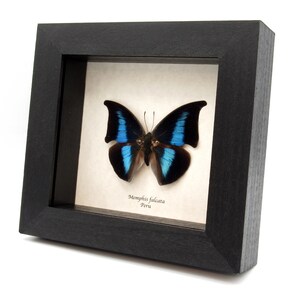 Rare Blue Hatchet Wing Butterfly Framed Taxidermy - Memphis Falcata - Etsy