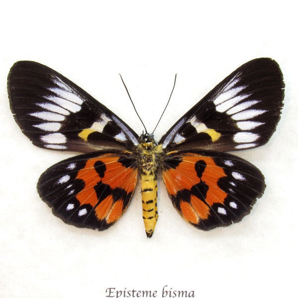 Episteme Bisma - Etsy