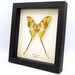 Rare Pink Form Gaudy Commodore Butterfly Framed Taxidermy Precis ...