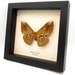 Rare Giant Saturn Moth Framed Taxidermy Salassa Thespis Large Female - Etsy