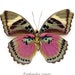 Real Pink Acraea Swordtail Butterfly Framed Taxidermy Graphium ...