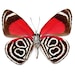 Real Eluina Eighty-eight Butterfly Framed Taxidermy - Diaethria Eluina ...