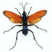 Real Large Tarantula Hawk Wasp Framed Taxidermy - Pepsis Thisbe - Etsy