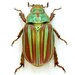 Large Red Jewel Scarab Beetle Framed Taxidermy - Chrysina Adelaida - Etsy