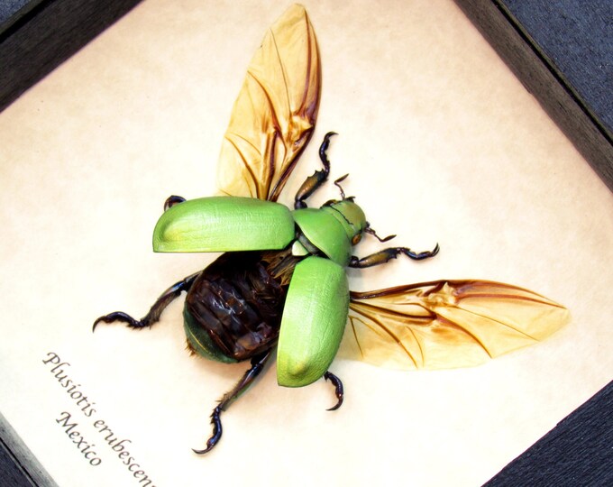 Real Scarab Beetle Framed Taxidermy Plusiotis Erubescens - Etsy