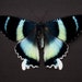 Rare Giant Queen Swallowtail Butterfly Framed Taxidermy Papilio ...