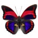 Real Pink Acraea Swordtail Butterfly Framed Taxidermy Graphium ...