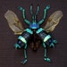 Real Blue Metallic Weevil Framed Taxidermy - Eupholus Magnificus - Etsy