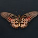 Real Pink Acraea Swordtail Butterfly Framed Taxidermy Graphium ...
