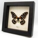 Rare Regal Swallowtail Butterfly Framed Taxidermy - Papilio Rex - Etsy