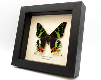 Urania Ripheus - Etsy