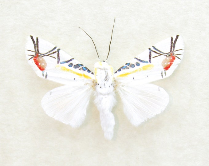 Rare Metallic Picasso Moth Framed Taxidermy Baorisa Hieroglyphica - Etsy