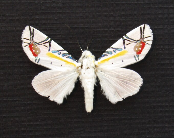 Rare Metallic Picasso Moth Framed Taxidermy Baorisa Hieroglyphica - Etsy