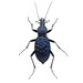 Real Large Purple Ground Beetle Framed Taxidermy - Carabus Pustulifer ...