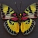Rare Magenta Forester Butterfly Framed Taxidermy Euphaedra Janetta - Etsy