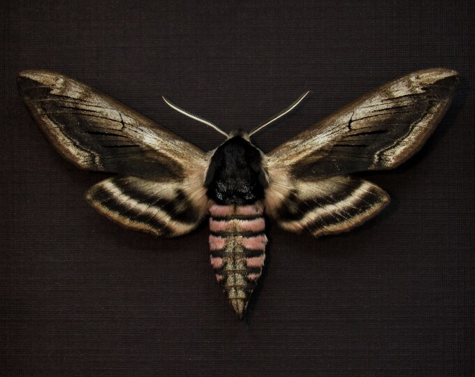 Real Pink Privet Hawk Moth Framed Taxidermy Sphinx Ligustri - Etsy
