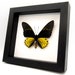Real Eluina Eighty-eight Butterfly Framed Taxidermy Diaethria Eluina - Etsy