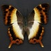 Rare Female White Banded Palla Butterfly Framed Taxidermy - Palla ...