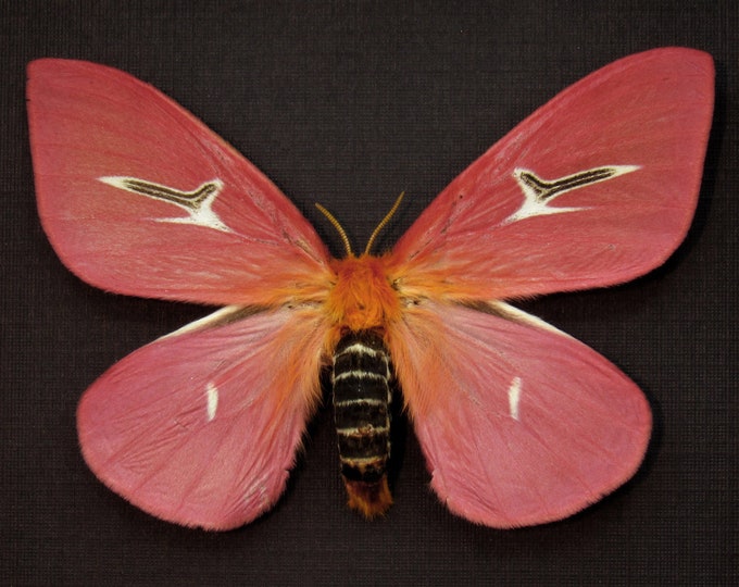 Rare Pink Moth Framed Taxidermy Cerodirphia Avenata Large - Etsy