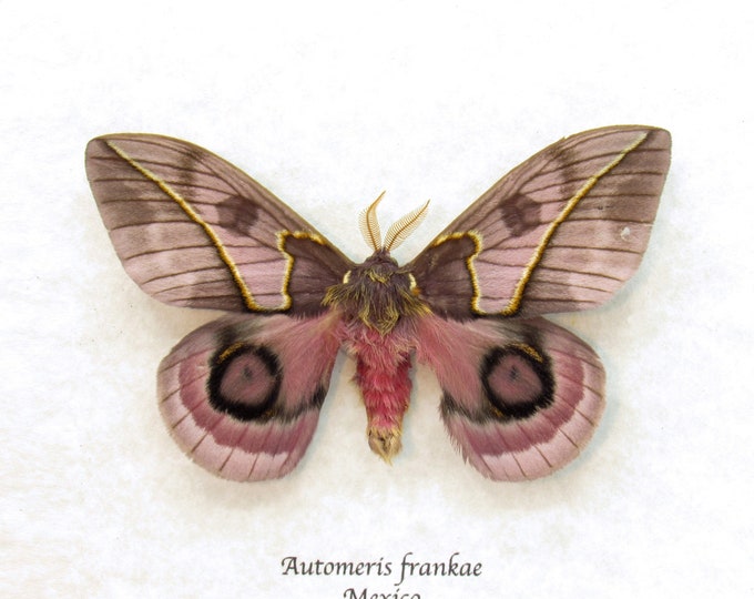Rare Pink Saturn Moth Framed Taxidermy - Automeris Frankae - Etsy