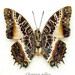 Rare Pink Form Gaudy Commodore Butterfly Framed Taxidermy Precis ...