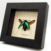 Framed Metallic Blue Taxidermy Butterfly Euptychia Cephus - Etsy