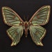 Real Framed Taxidermy Butterfly Asterope Optima Large Female - Etsy