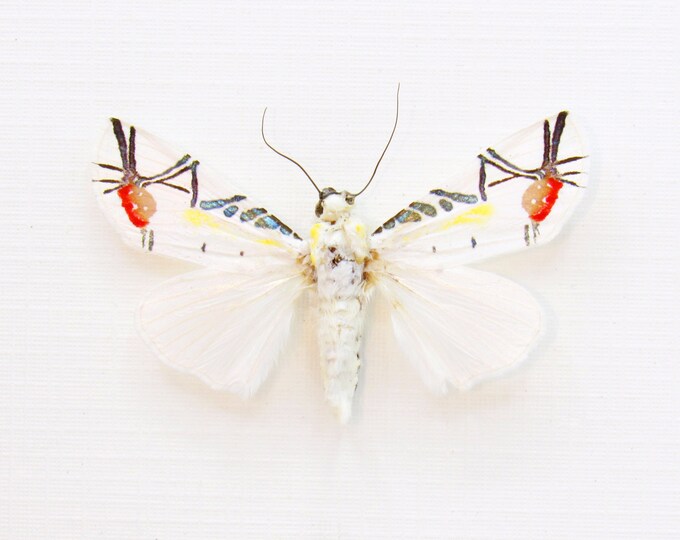 Rare Metallic Picasso Moth Framed Taxidermy Baorisa Hieroglyphica - Etsy