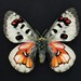 Very Rare Hybrid Snow Apollo Butterfly Framed Taxidermy Parnassius ...