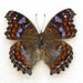 Real Gaudy Commodore Butterfly Framed Taxidermy - Precis Octavia - Blue ...