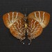 Framed Metallic Blue Taxidermy Butterfly Euptychia Cephus - Etsy