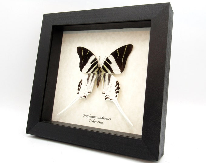 Real Giant Swordtail Butterfly Framed Taxidermy Graphium Androcles - Etsy