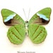 Real Green Olivewing Butterfly Framed Taxidermy - Nessaea Hewitsoni - Etsy