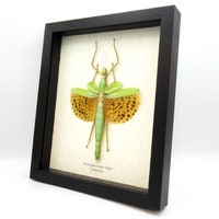 Leopard Winged Walking Stick Insect Paracyphocrania Major Framed ...