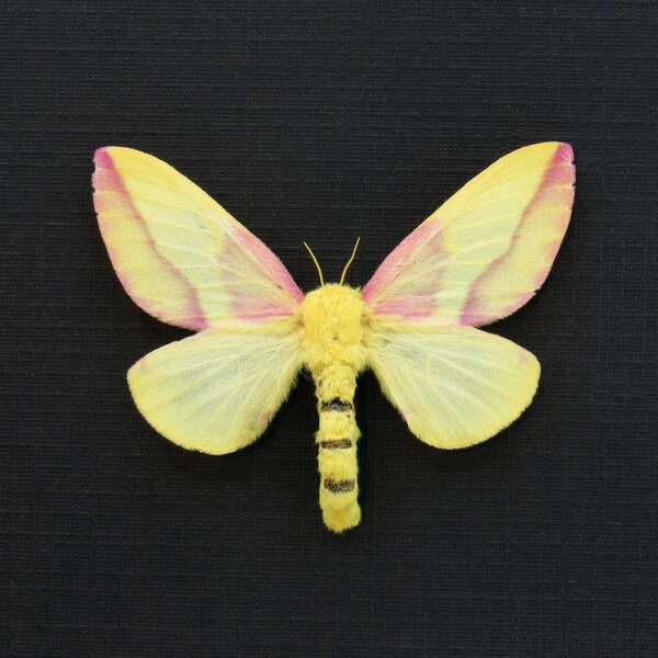 Taxidermy Rosy Maple Moth - Etsy