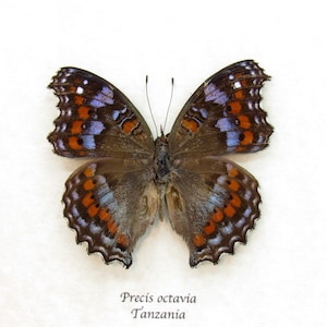 Real Gaudy Commodore Butterfly Framed Taxidermy - Precis Octavia - Blue ...