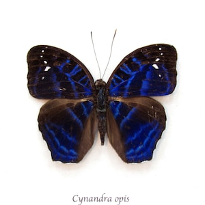 Rare Blue Brilliant Nymph Butterfly Framed Taxidermy - Cynandra Opis - Etsy