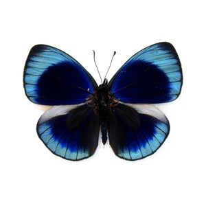 Real Metallic Blue Butterfly Framed Taxidermy Asterope Leprieuri - Etsy