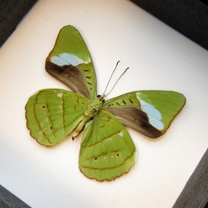 Real Green Olivewing butterfly framed Nessaea hewitsoni | Etsy