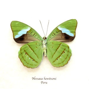 Real Green Olivewing Butterfly Framed Taxidermy Nessaea Hewitsoni - Etsy