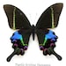 Rare Ice Blue Moth Framed Taxidermy Dysphania Transducta - Etsy
